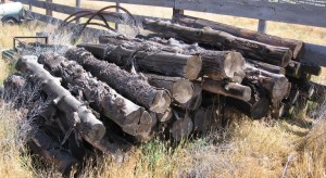 Juniper and Cedar Poles for Construction – Natural Building Blog