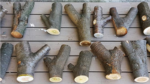 Using Natural Tree Forms in Buildings – Natural Building Blog