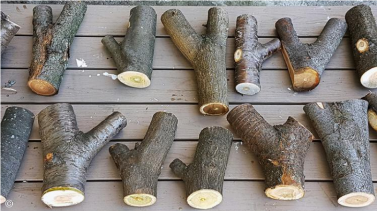 Using Natural Tree Forms in Buildings – Natural Building Blog