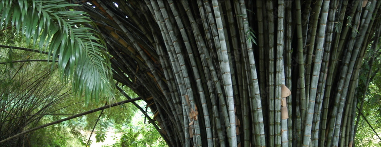 Hal Hinkle Embraces Bamboo for Building – Natural Building Blog
