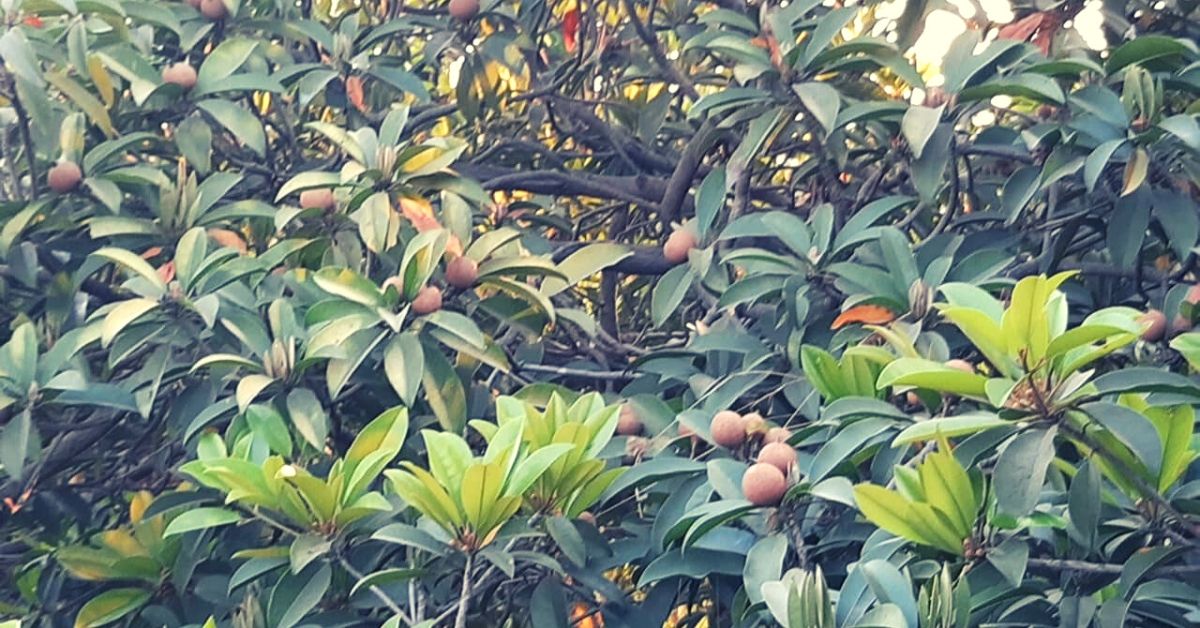 91 Year Old Babulal Gandhi Tells the Secrets of His Farm – Natural ...