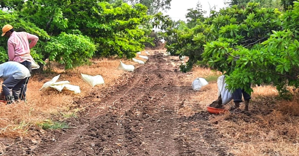 91 Year Old Babulal Gandhi Tells the Secrets of His Farm – Natural ...