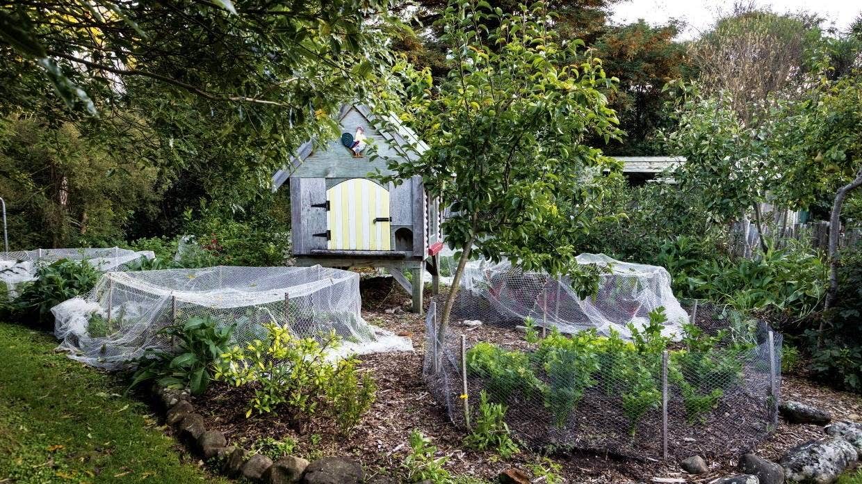 An Abundant Food Forest in New Zealand – Natural Building Blog