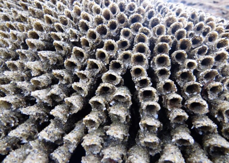 Sandcastle Worms Inspire New Building Material – Natural Building Blog