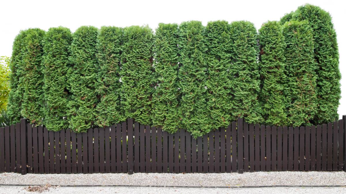 The Value of Windbreaks – Natural Building Blog